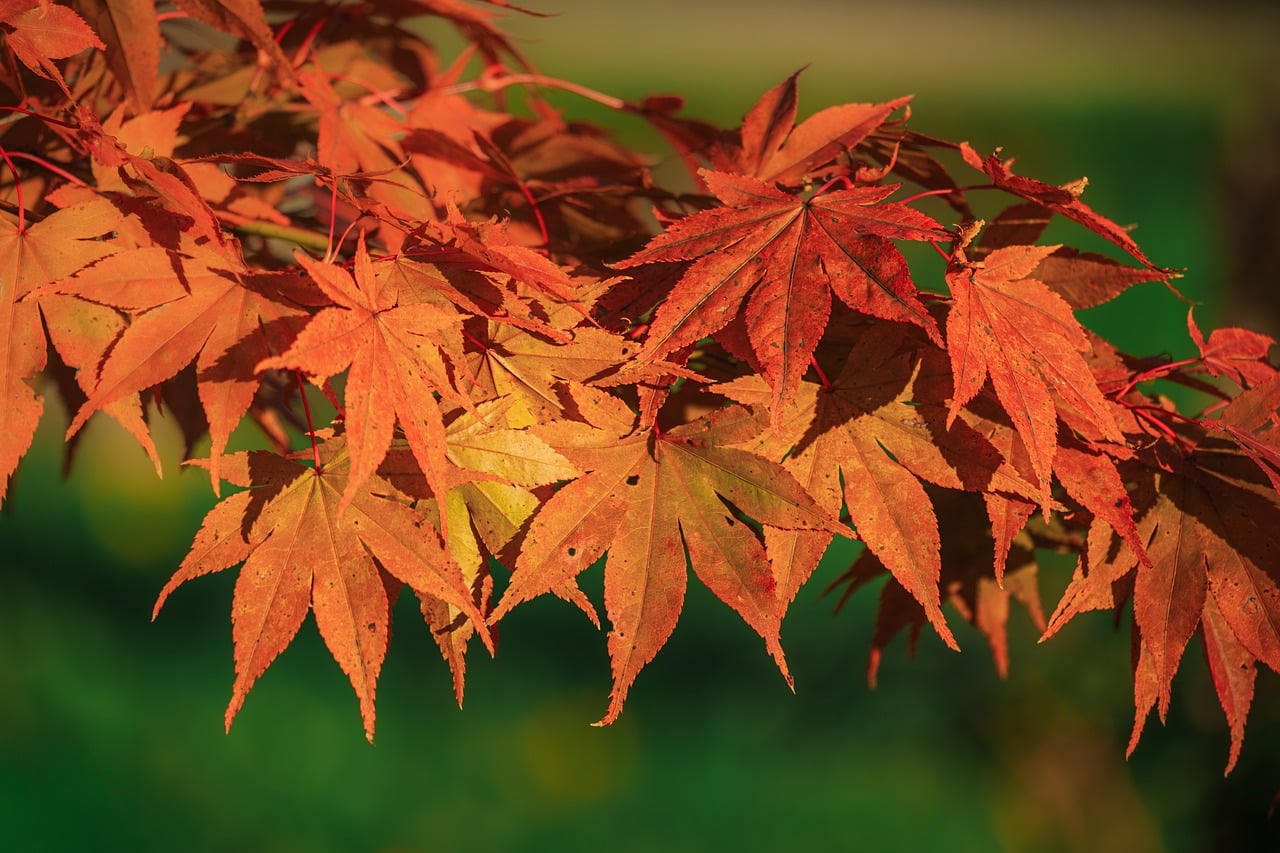 Autumn Leaves Colors - Free photo on Pixabay