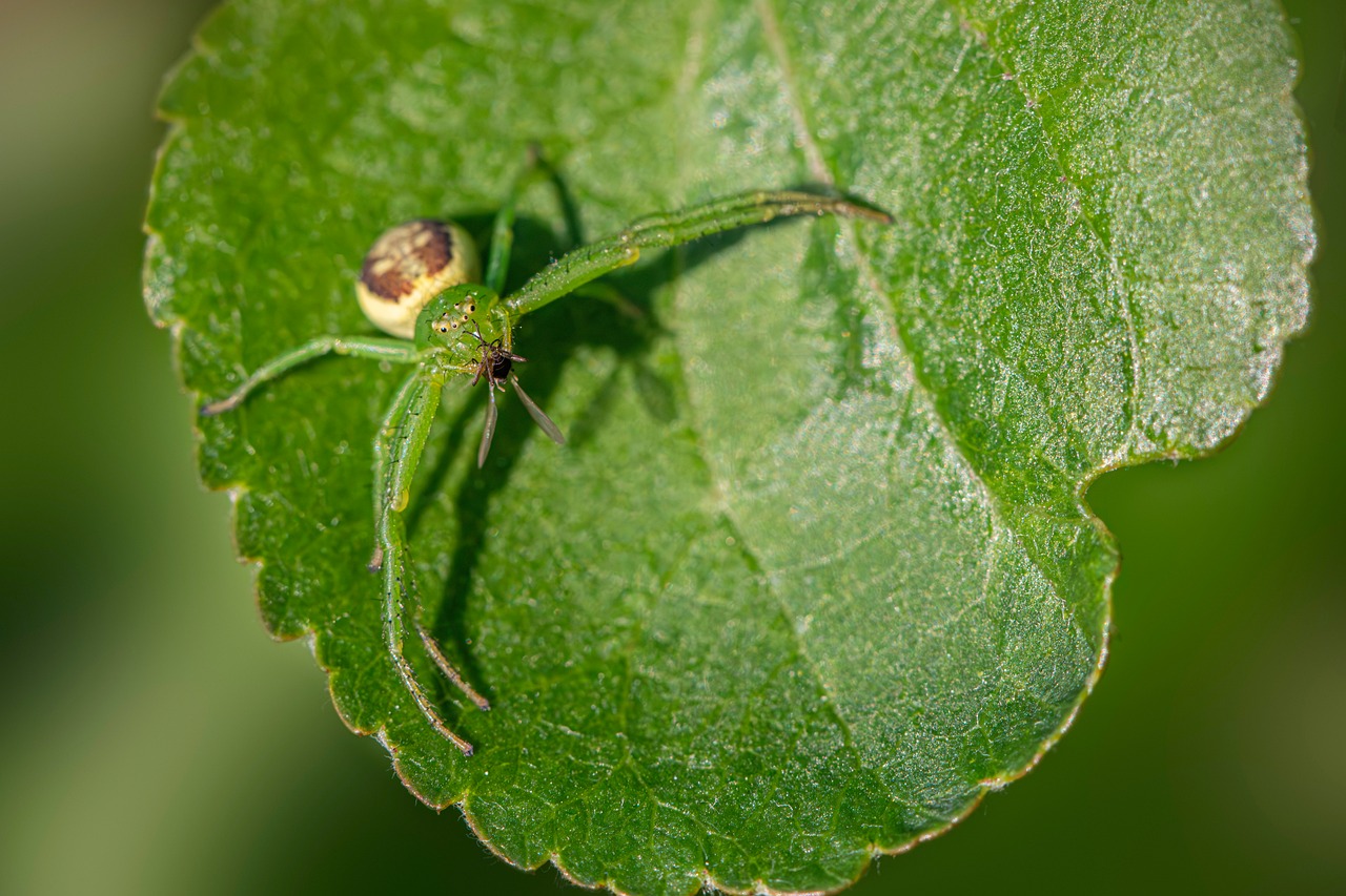 Nature Animal World Arachnid - Free photo on Pixabay