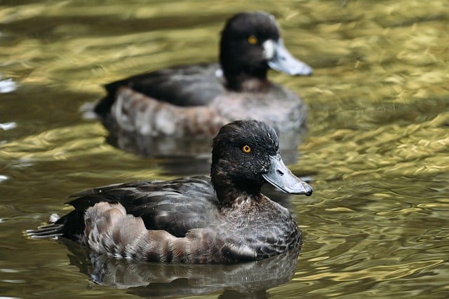 10,000+ Free Ducks & Nature Images - Pixabay