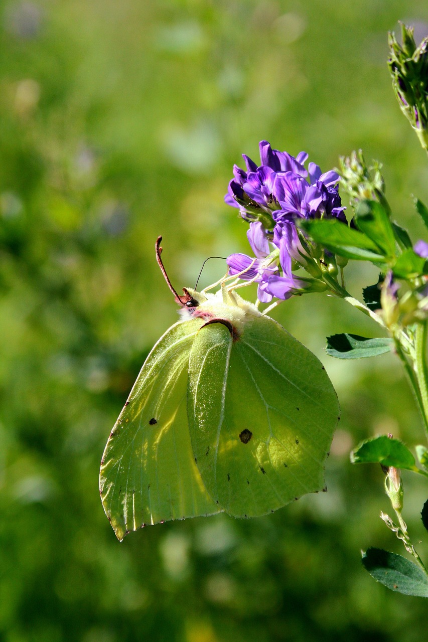 Butterfly Animals Insect - Free photo on Pixabay