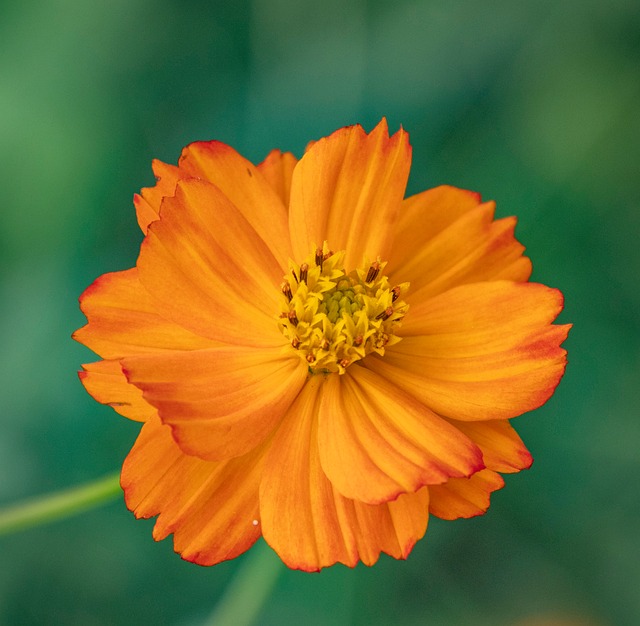 60,000+ Free Calendula Flower & Calendula Images - Pixabay