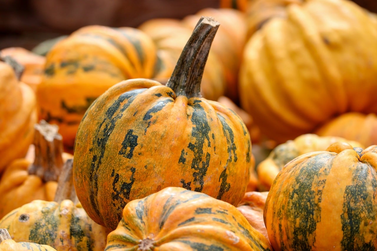 Pumpkin Fruit Orange - Free photo on Pixabay
