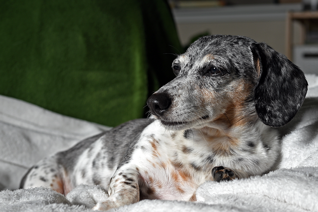 Cane Bassotto Anziano - Foto gratis su Pixabay