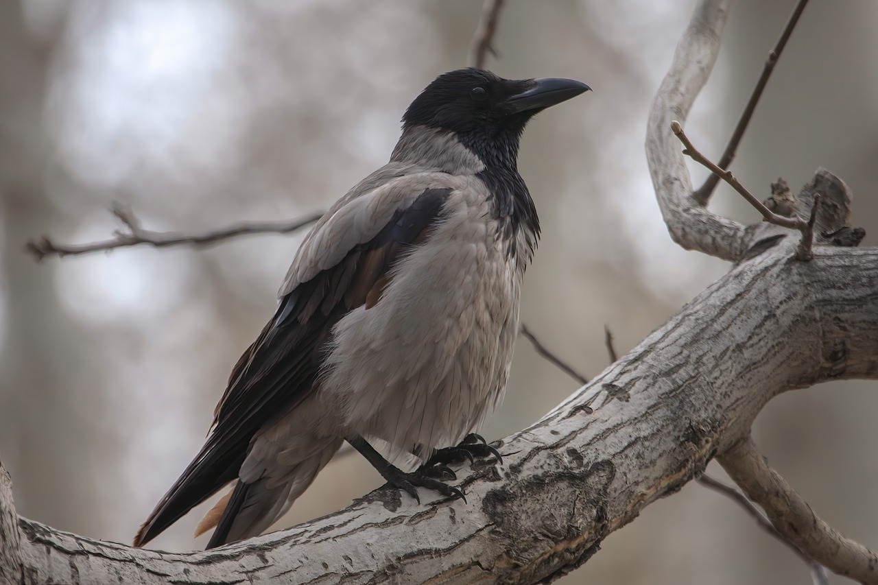 Adult Bird African Animal - Free photo on Pixabay