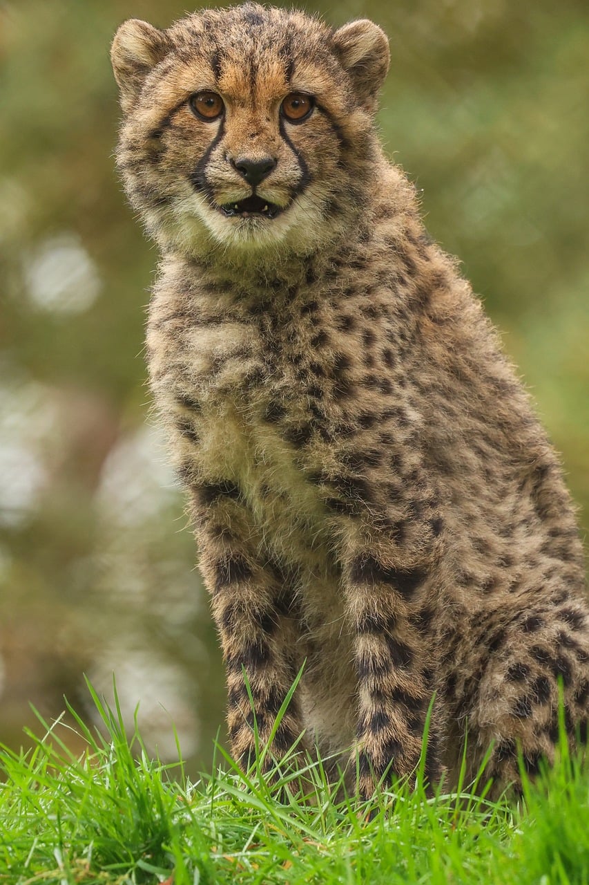 1,000+ Free Cheetah Pictures & Images in HD - Pixabay