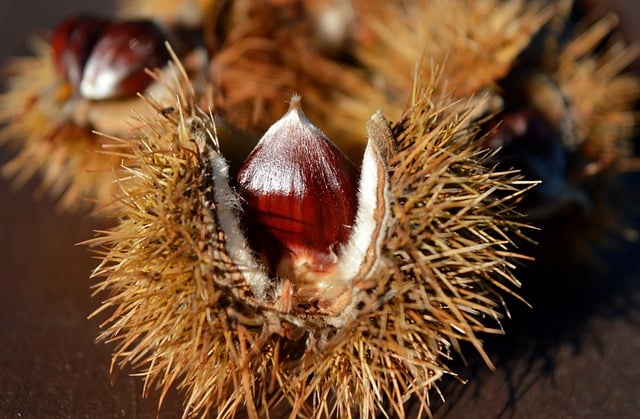 Sweet Chestnuts Fall - Free photo on Pixabay
