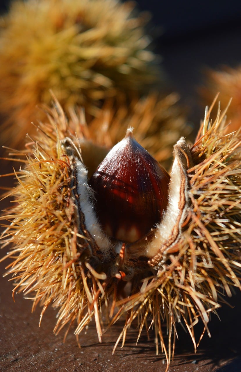 Sweet Chestnuts Chestnut - Free photo on Pixabay