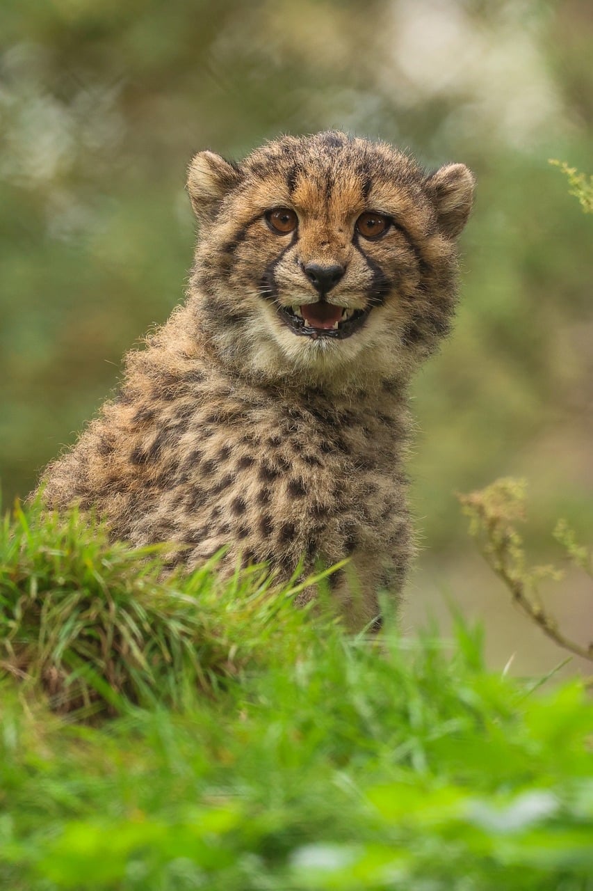 1,000+ Free Cheetah Pictures & Images in HD - Pixabay