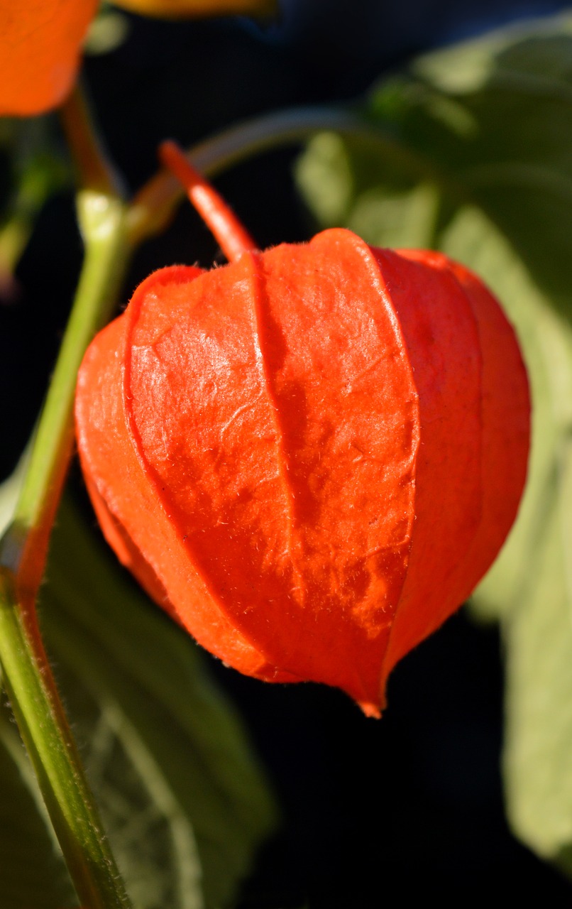 Lampion Flower Fall Bubble - Free photo on Pixabay