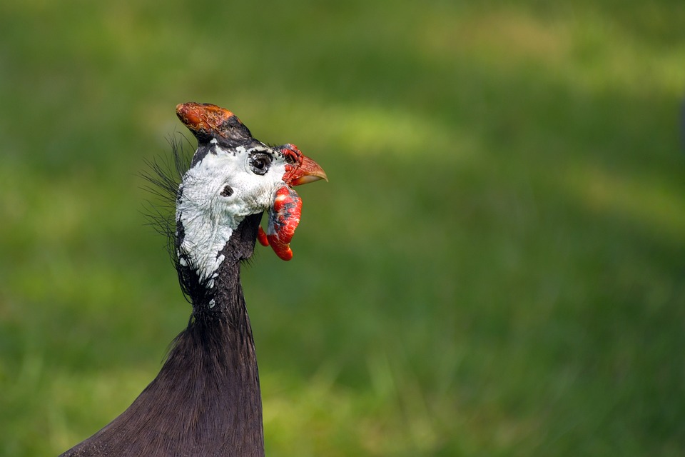 Guinea Fowl Bird Animal - Free photo on Pixabay