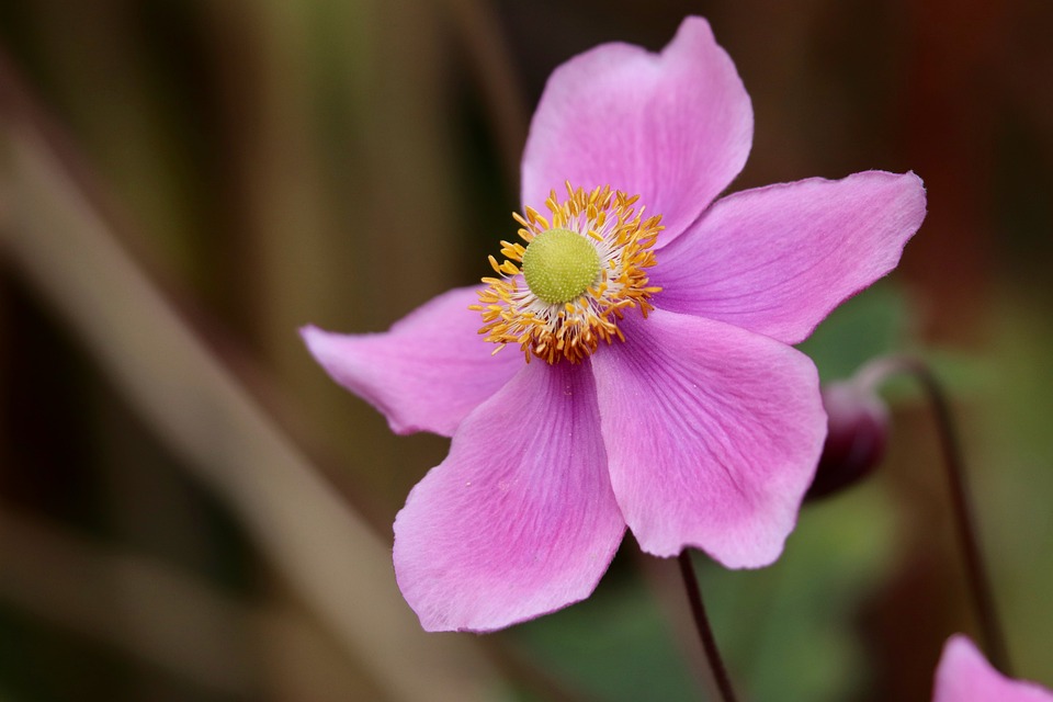 Autumn Anemone Stamens - Free photo on Pixabay