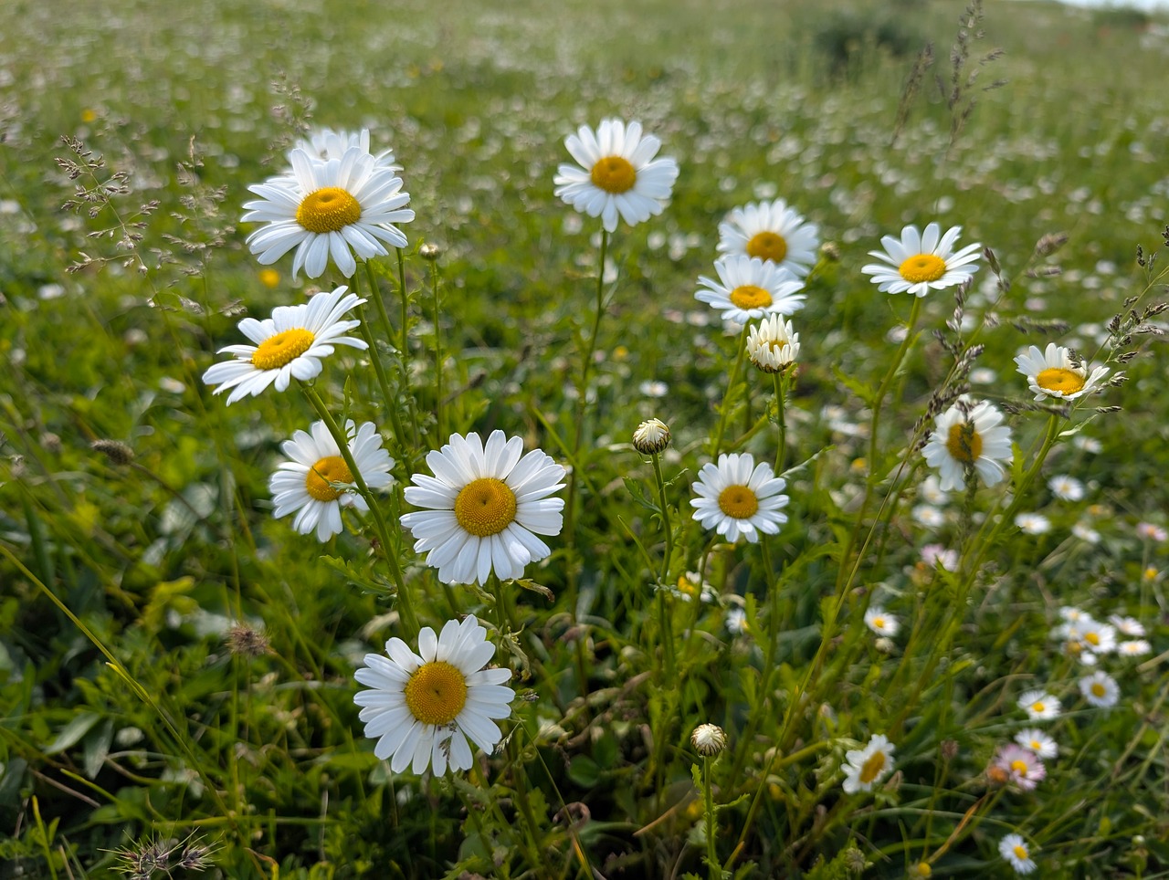 Daisy Daisies Wildflowers Flower - Free photo on Pixabay