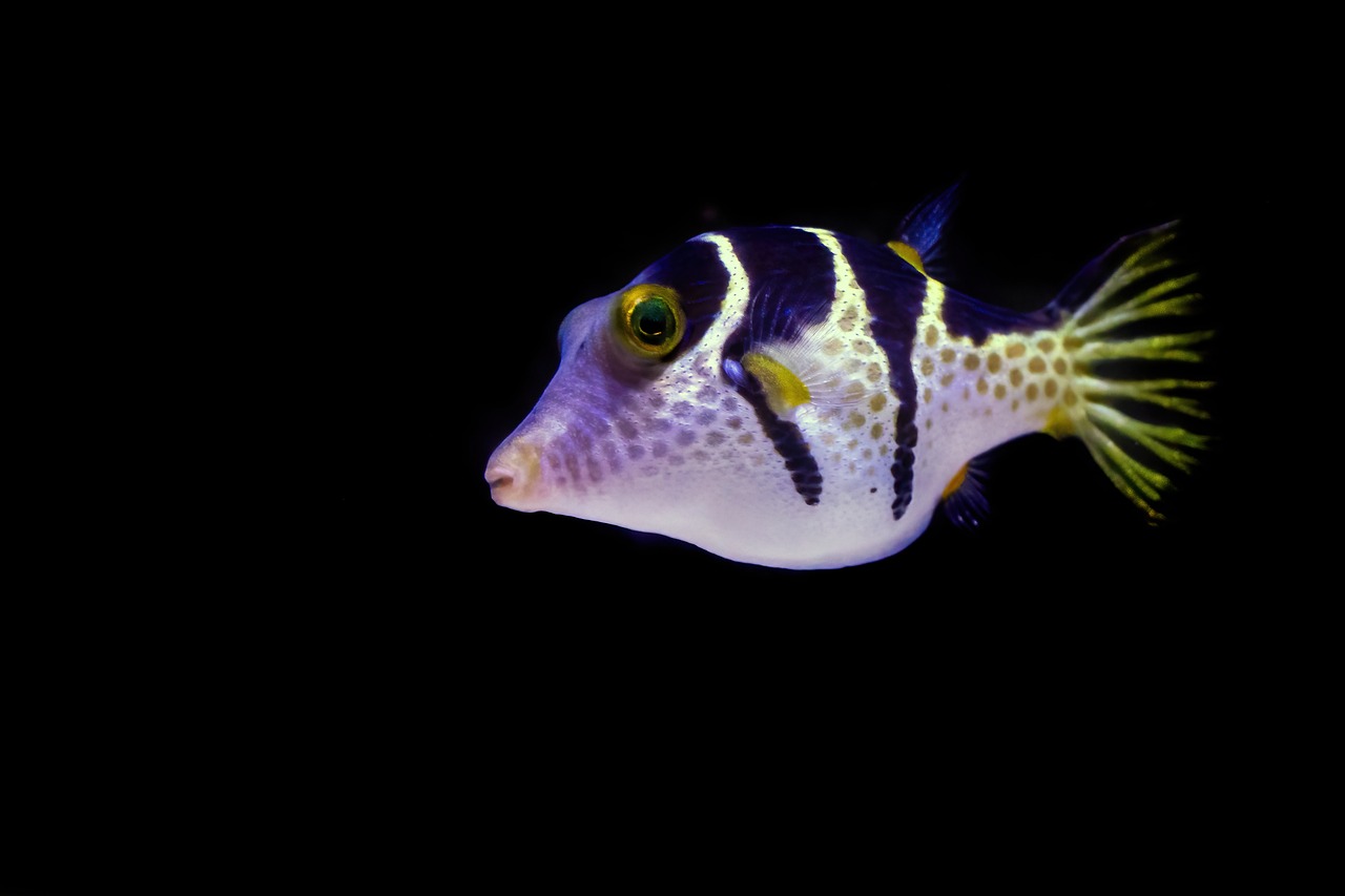 Giftig Kugelfisch Fische - Kostenloses Foto auf Pixabay