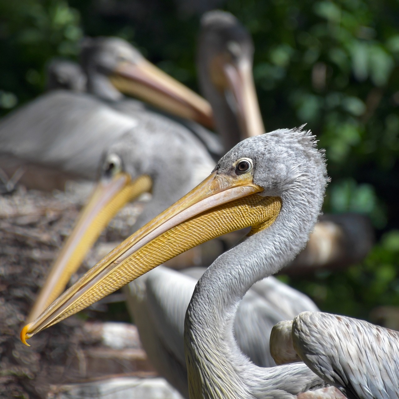 Pelikaan Vogel Dier Grijze - Gratis foto op Pixabay