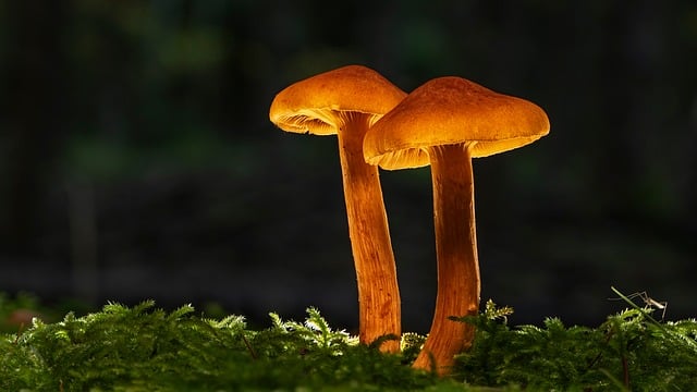 Svamp Mossa Vild - Gratis foto på Pixabay