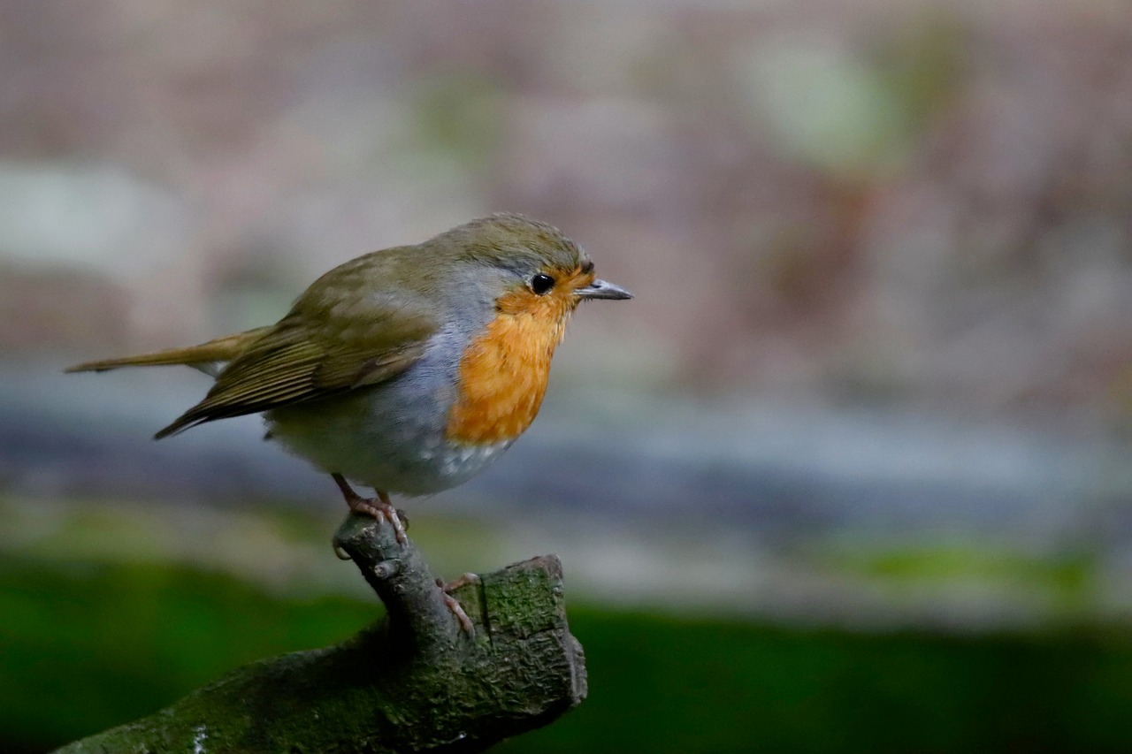 Robin Burung Penyanyi Bulu - Foto gratis di Pixabay