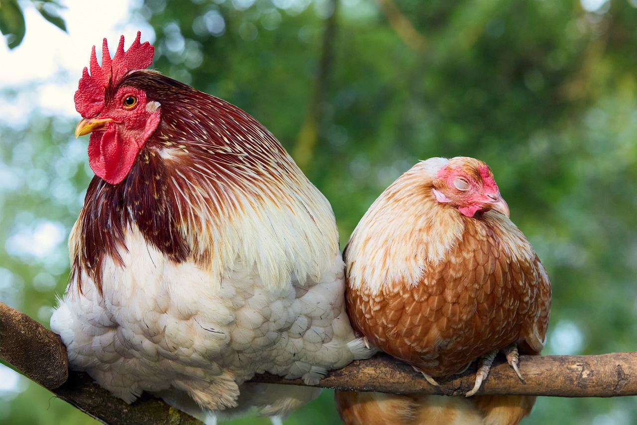 Haan Kip Gevogelte - Gratis foto op Pixabay