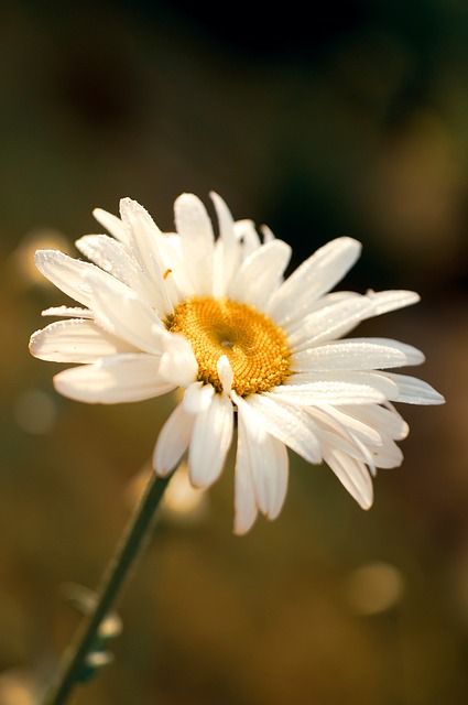 Chamomile Flowers - Free photo on Pixabay