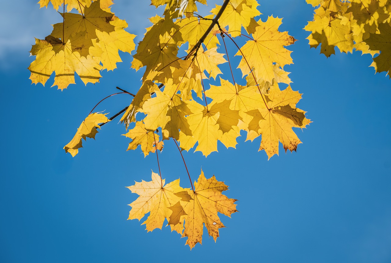 Autumn Leaves Fall Nature - Free photo on Pixabay