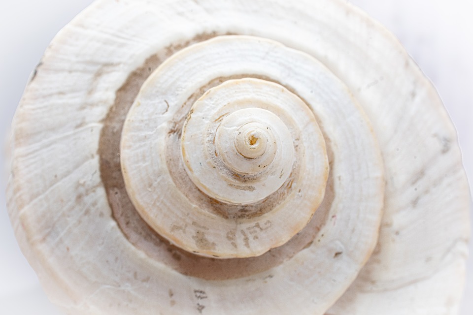 Shell Beach Nature - Free photo on Pixabay