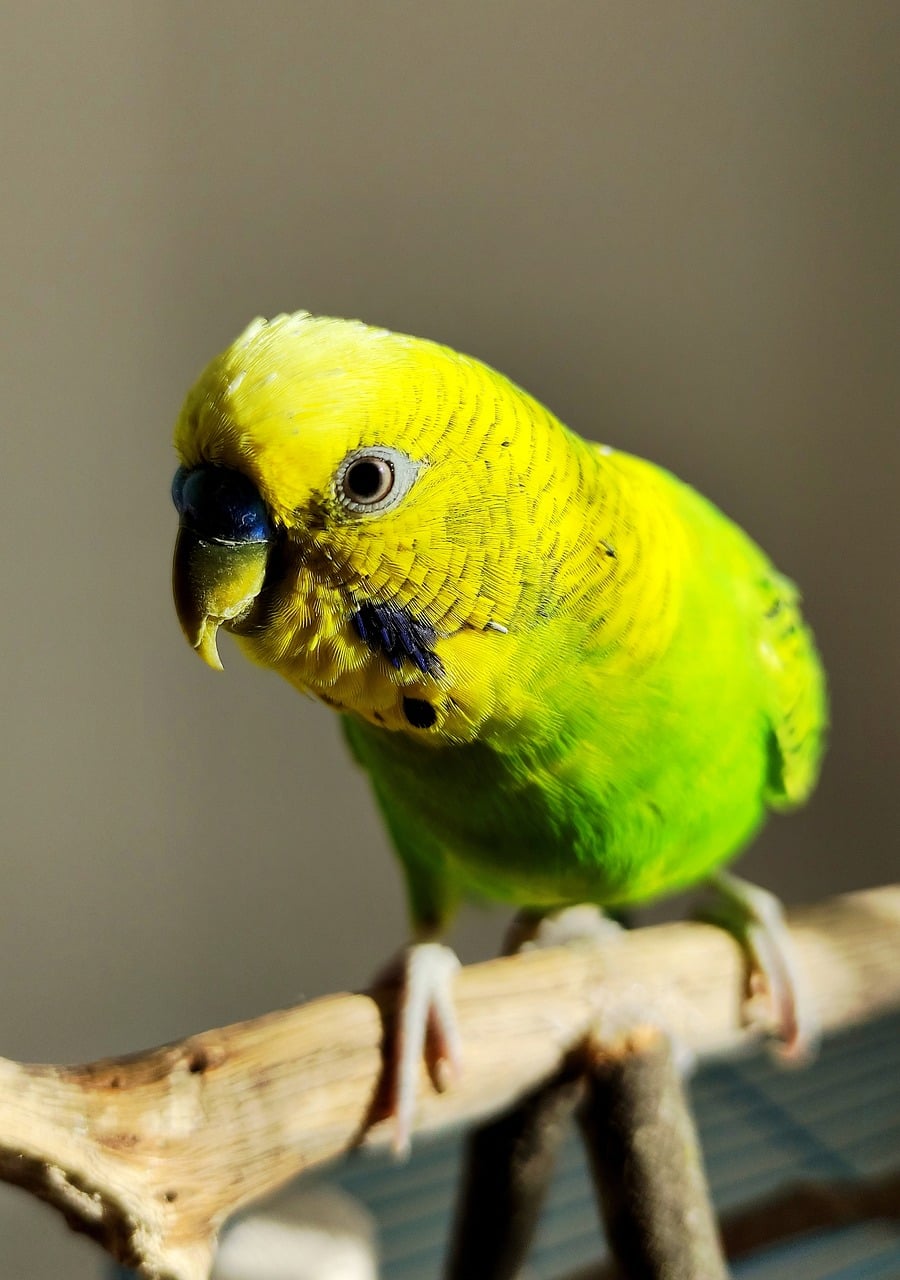 30,000+ Free Budgie Bird & Budgie Images - Pixabay