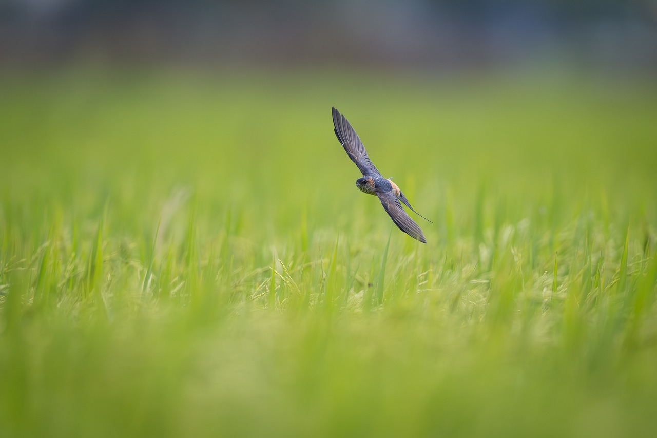 Bird Nature Wildlife - Free photo on Pixabay