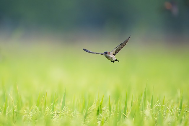 Bird Nature Wildlife - Free photo on Pixabay