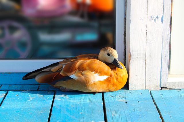 Duck Nature Wildlife - Free photo on Pixabay