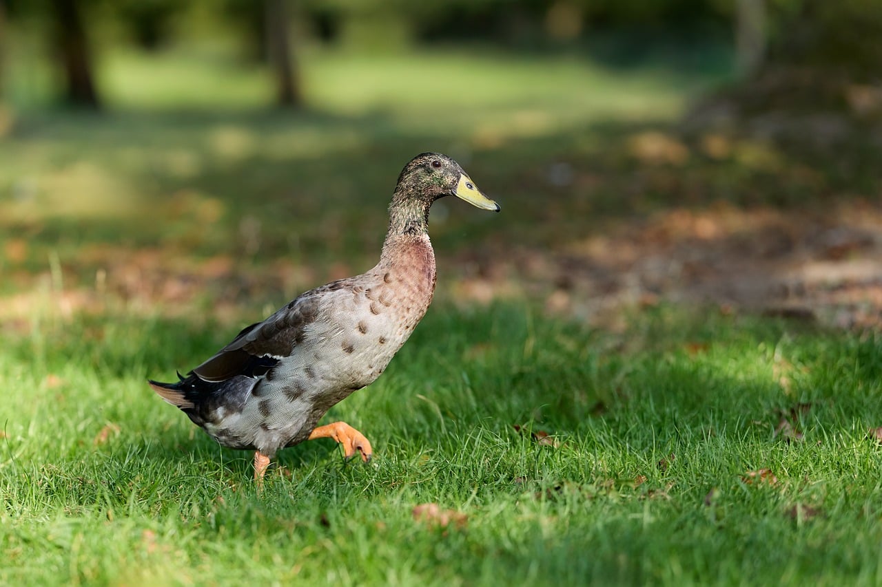 Duck Bird Waterfowl - Free photo on Pixabay