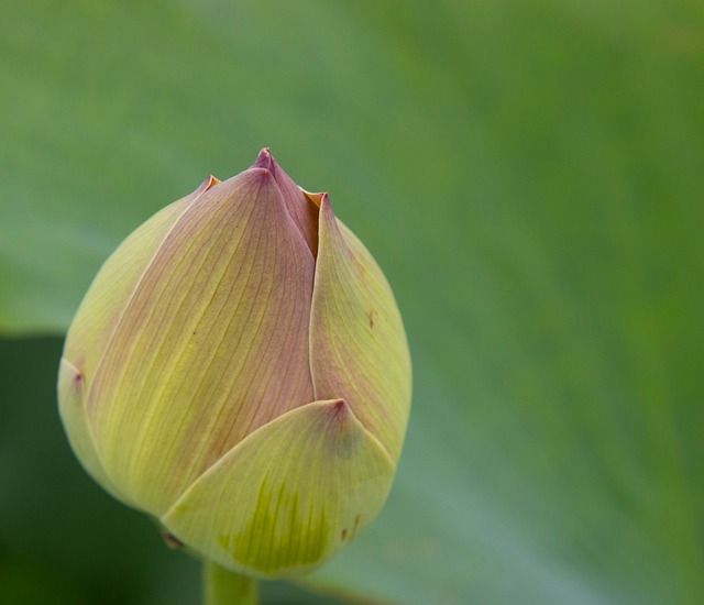Lotus Blume Pflanze - Kostenloses Foto auf Pixabay