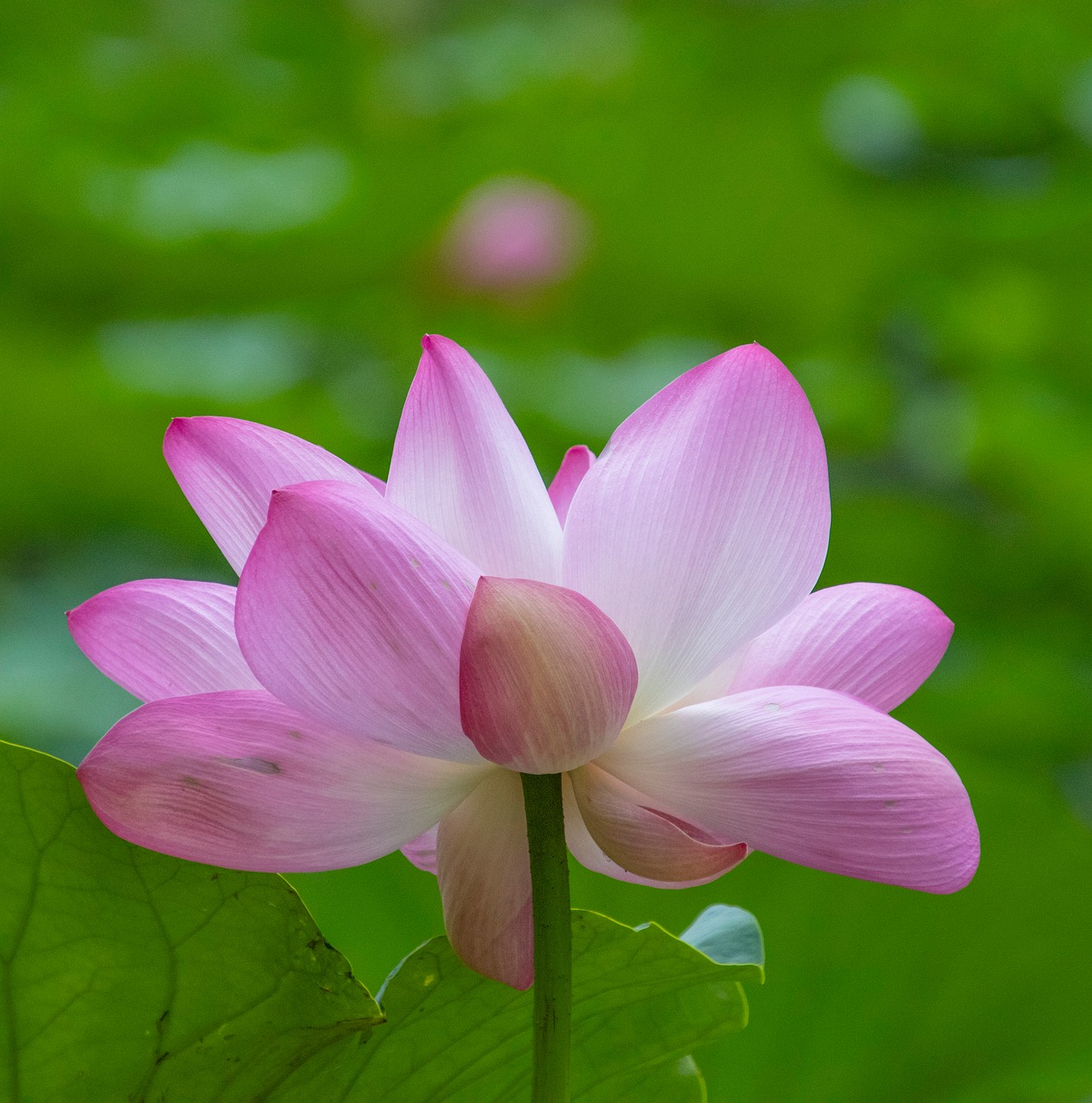 Teratai Bunga Kolam - Foto gratis di Pixabay