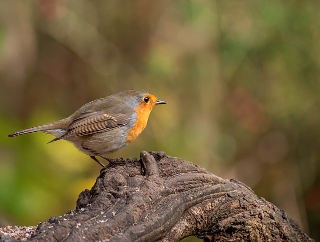 Rouge-Gorge Robin Oiseau La - Photo gratuite sur Pixabay
