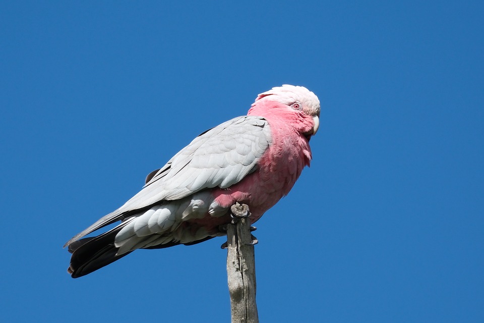 Galah Nature Bird - Free photo on Pixabay
