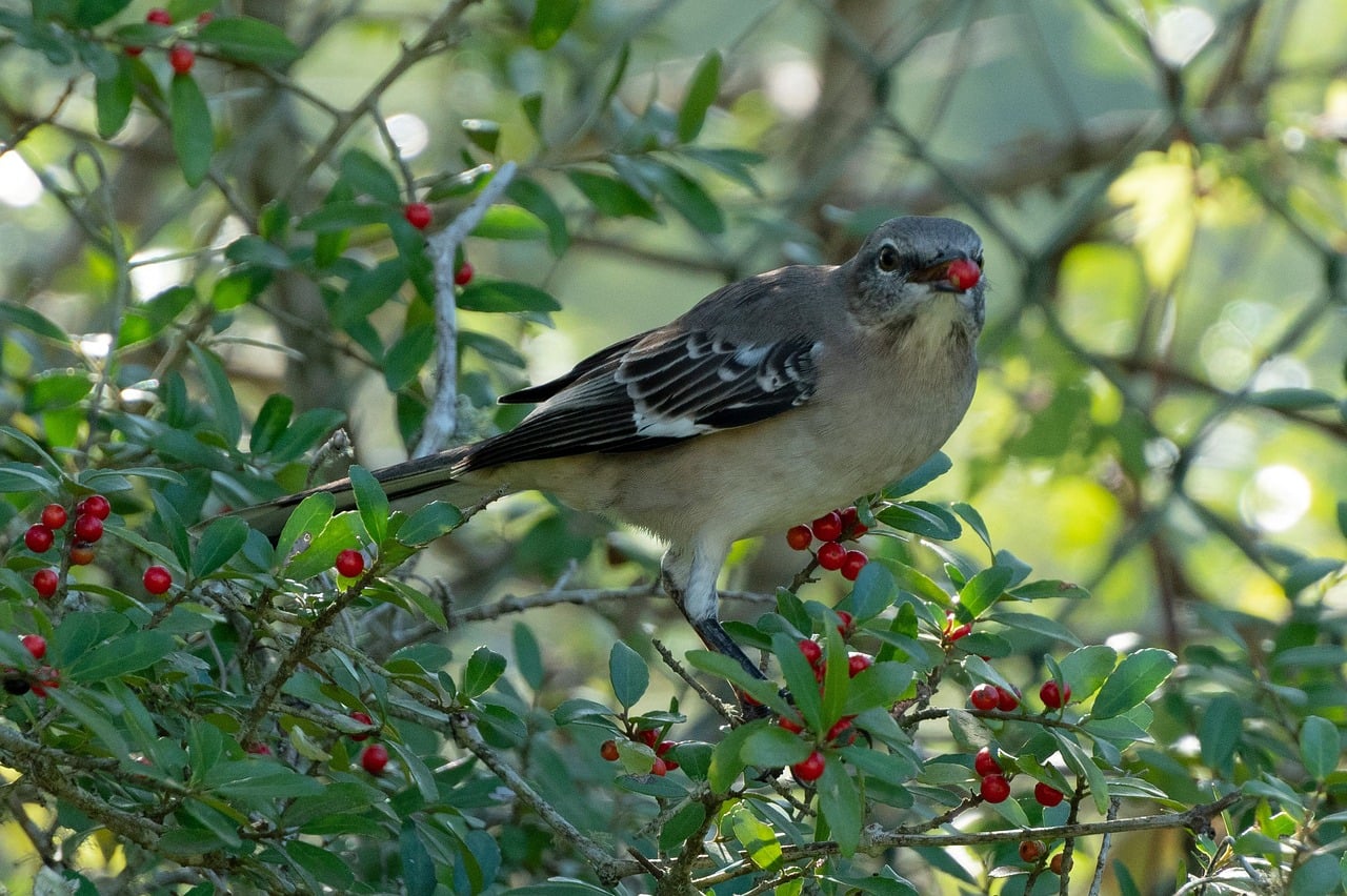 Northern Mockingbird Bird Eating - Free photo on Pixabay