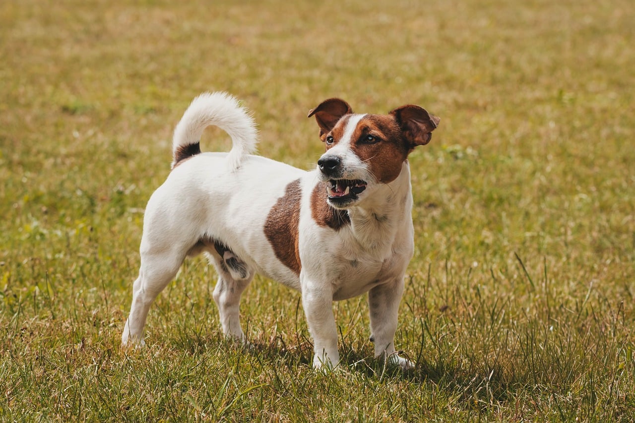 Jack Russell Animal Perro - Foto gratis en Pixabay