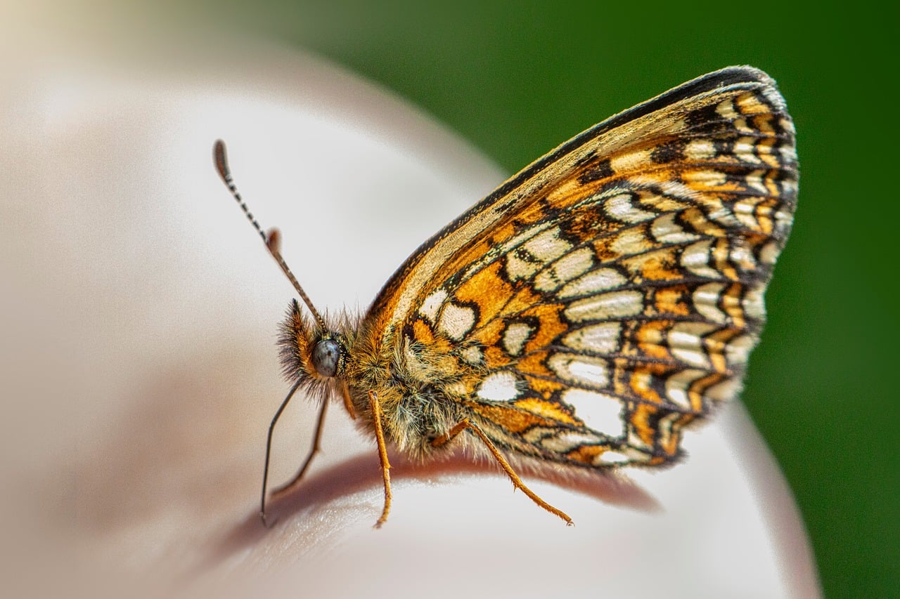 Nature Animal Wing - Free photo on Pixabay
