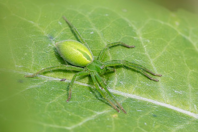 Nature Animal World Arachnid - Free photo on Pixabay