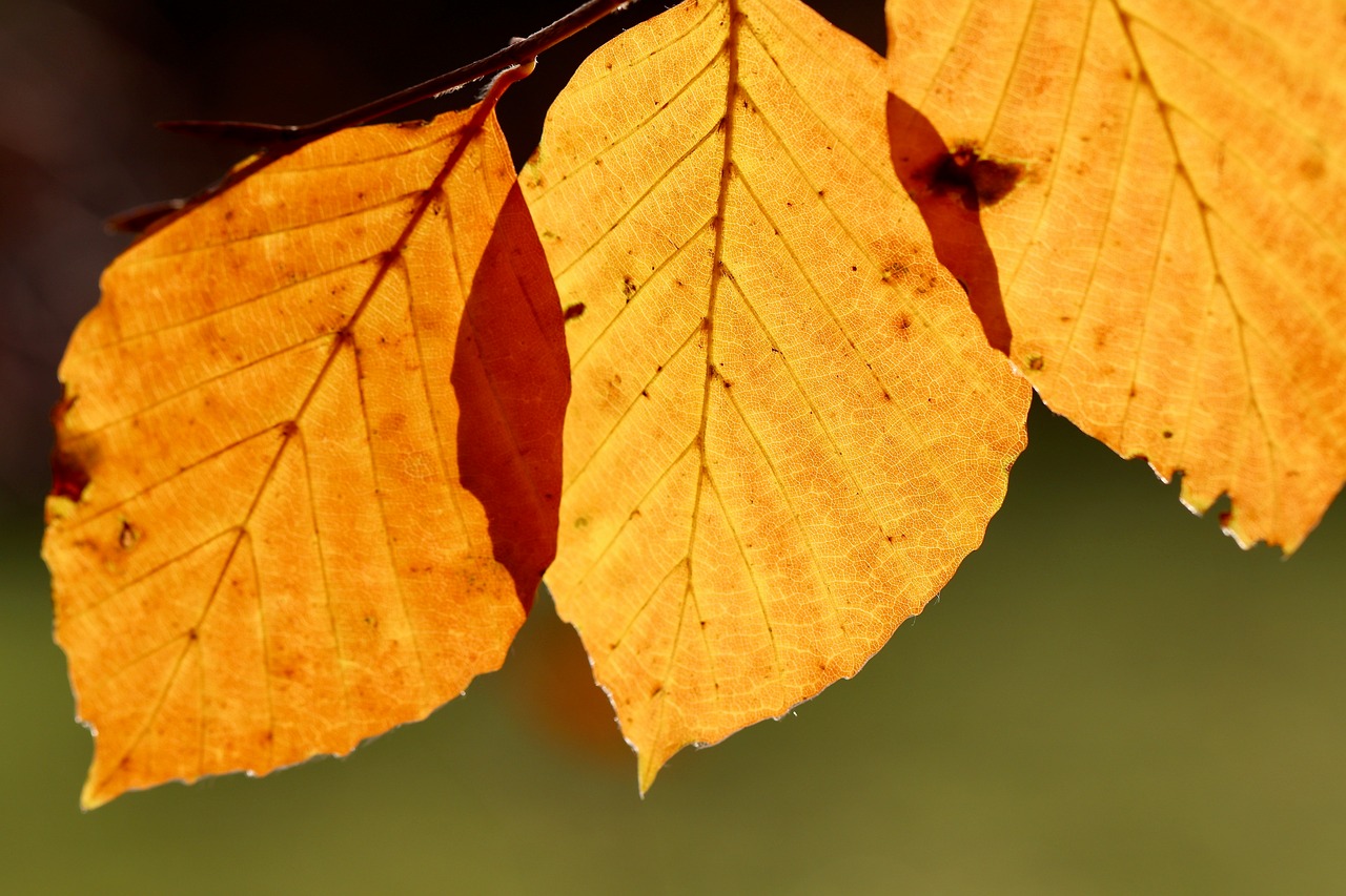 Autumn Leaves Yellow - Free photo on Pixabay
