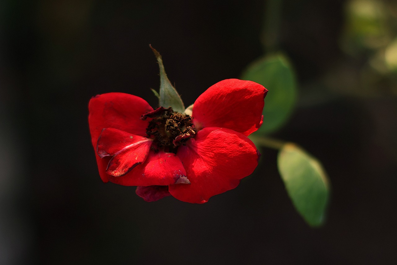 Red Rose Macro Photography Flower - Free photo on Pixabay