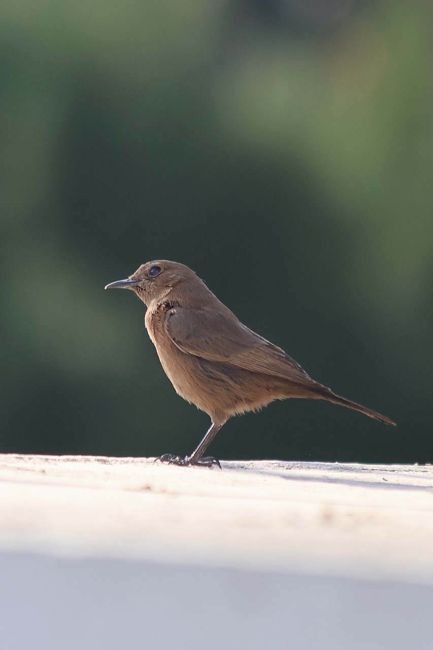 Brown Rock Chat Oenanthe Fusca - Free photo on Pixabay