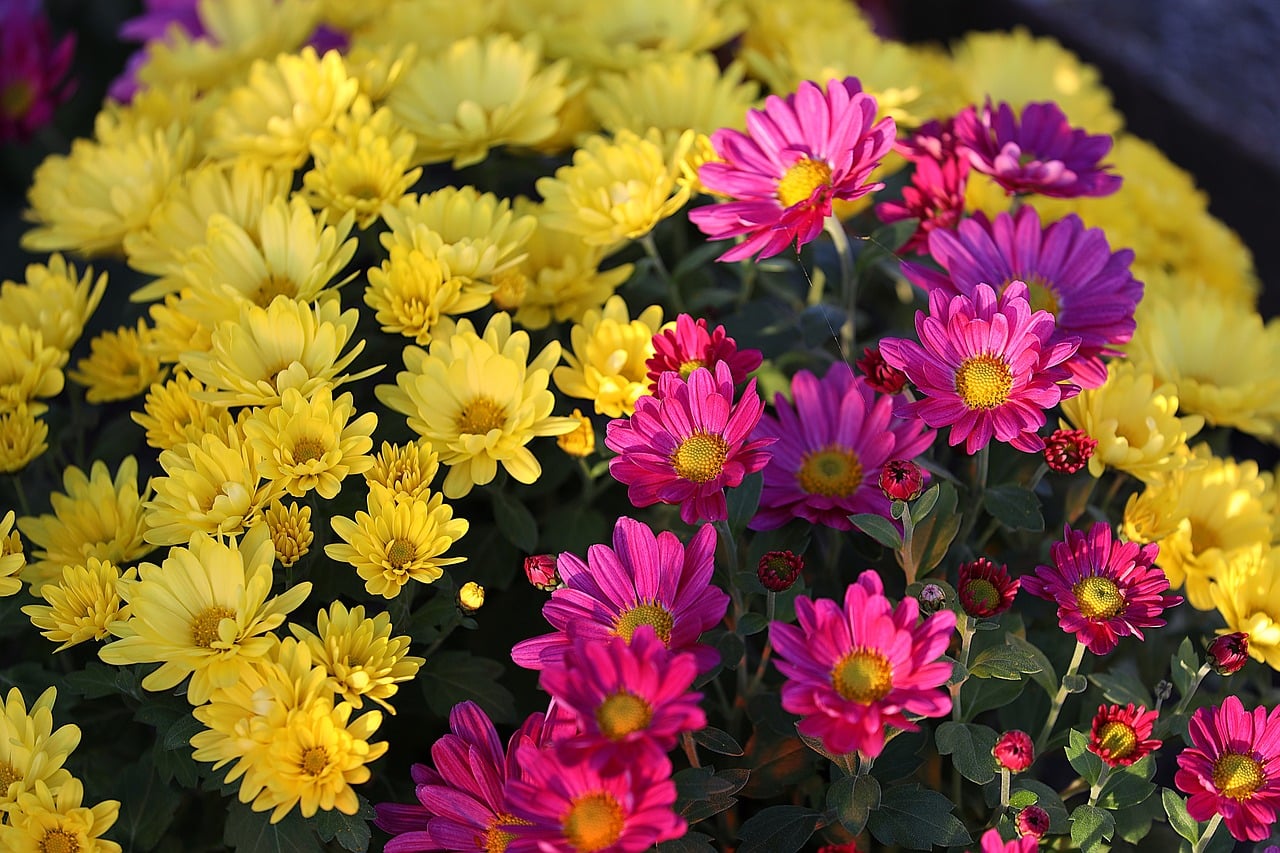 Colorful Flowers Decoration All - Free photo on Pixabay