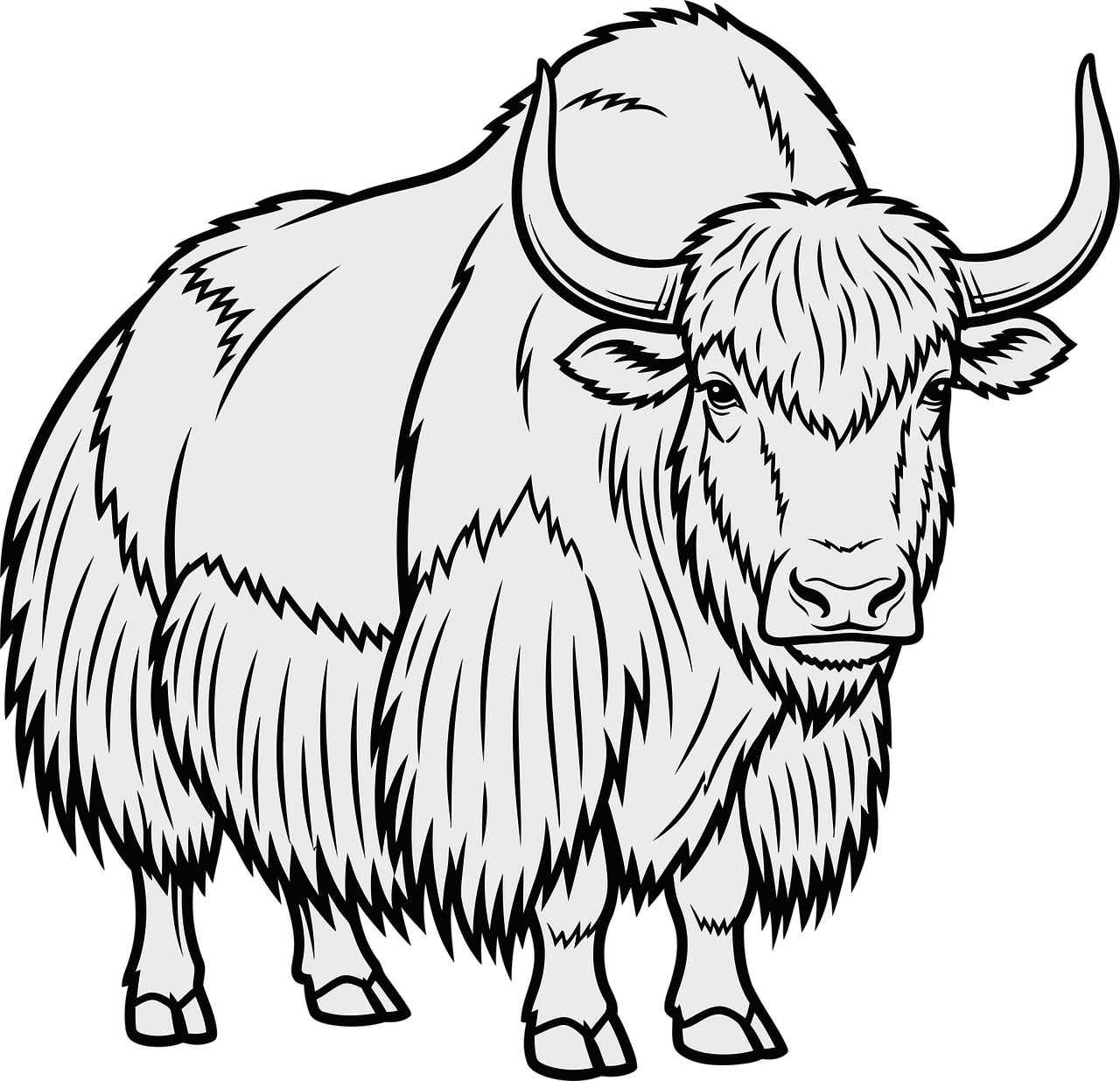 Plus de 40 illustrations gratuites de Halter Yaka et de Yak - Pixabay