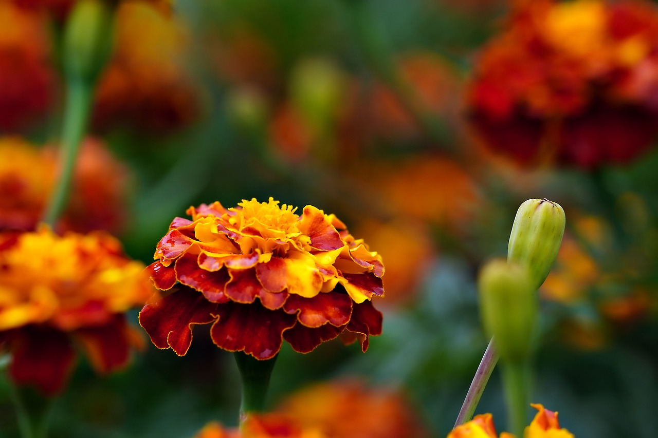 Marigold Nature Bloom - Free photo on Pixabay