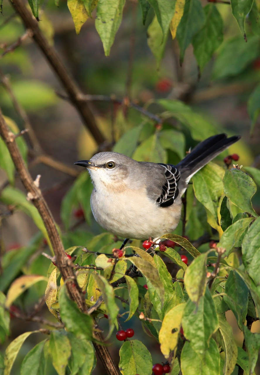 Mocking Bird Songbird Nature - Free photo on Pixabay