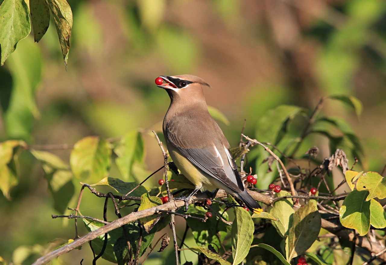 500+ Free Cedar Waxwing & Cedar Images - Pixabay