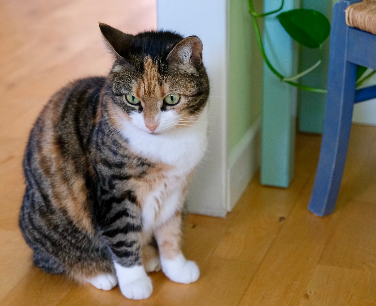 Chat Animal Domestique - Photo gratuite sur Pixabay