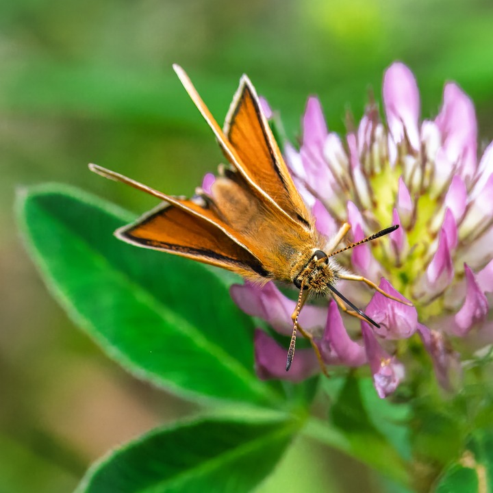 Skipper Mariposa Insecto - Foto gratis en Pixabay