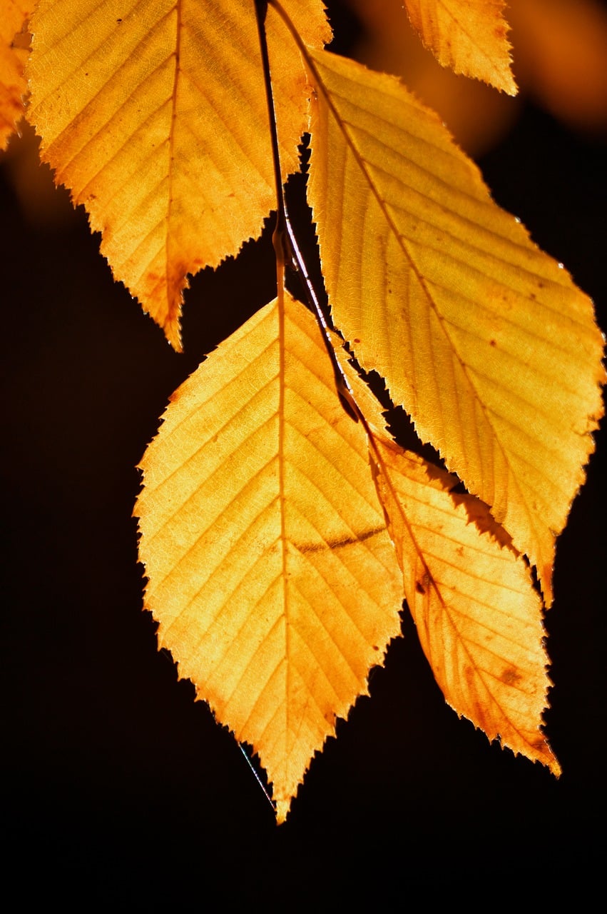 Autumn Leaves Fall Leaf - Free photo on Pixabay