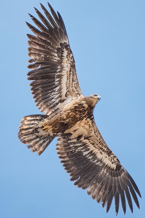 Flying Eagle Bird - Free photo on Pixabay