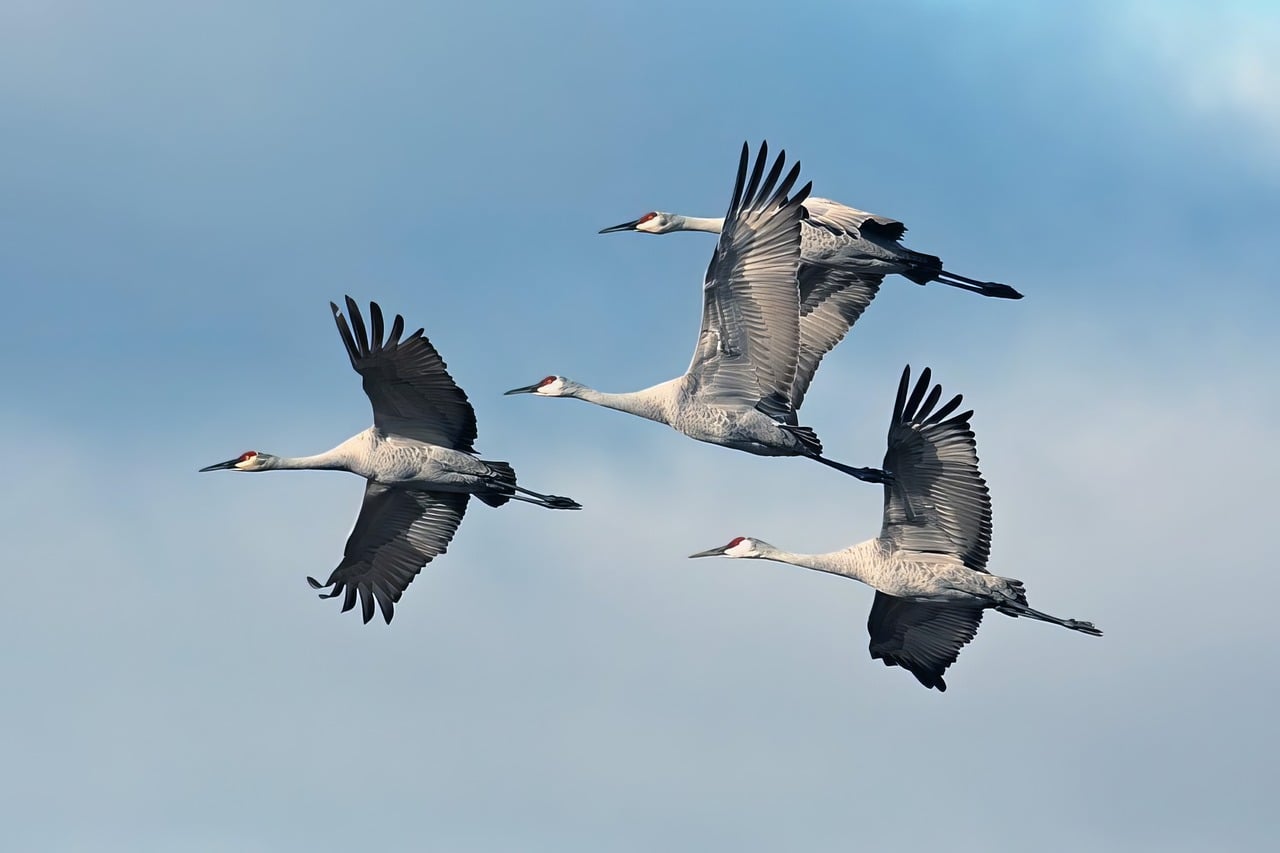 200,000+ Free Birds-Flying & Nature Images - Pixabay